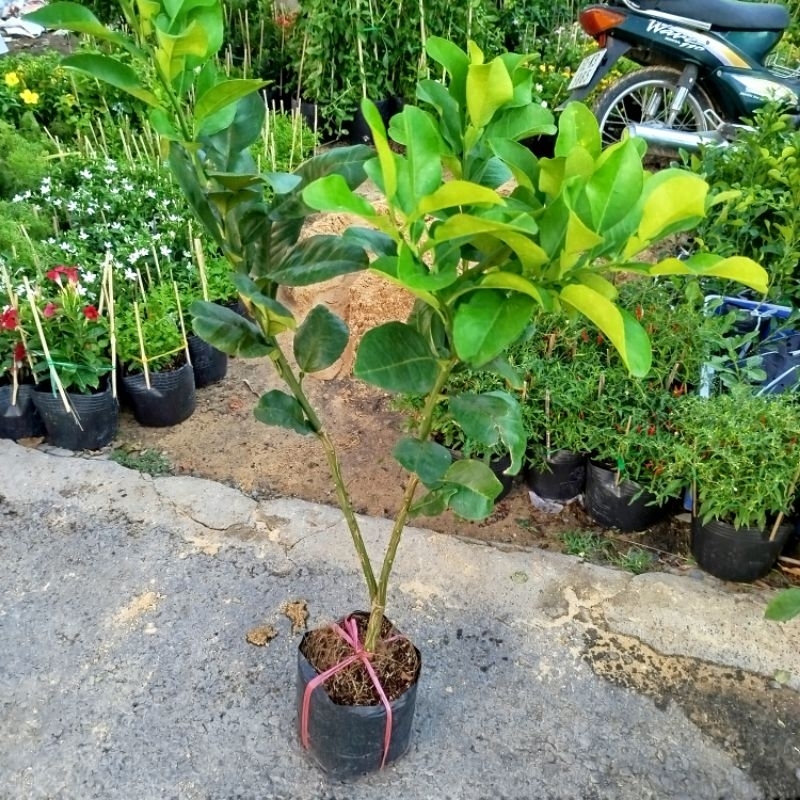 Cây Bưởi Ruột Đỏ ( cây bưởi năm roi) | Shopee Việt Nam