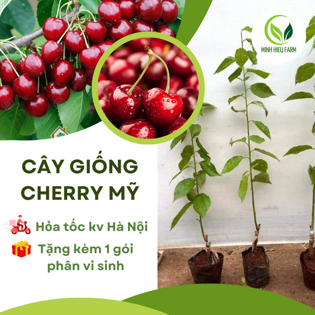 cherry anh đào Mỹ cây giống nhập khẩu thế hệ mới đã được thuần chủng ...