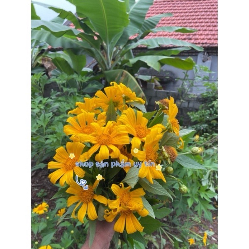 hoa dã quỳ (cứ 10 hom tặng 1 hom dài 50cm) | Shopee Việt Nam