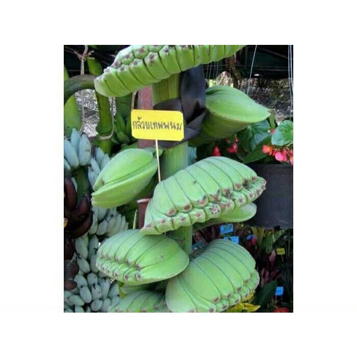 Cây giống chuối nắm tay (chuối bàn tay cầu nguyện) cấy mô - Musa ...