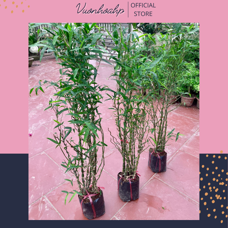 Cây trúc phật bà (trúc đùi gà) cao 1 mét đến 1m2, khóm to và rậm rạp ...