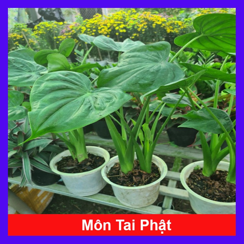 Môn tai phật - cây đuổi muỗi | Shopee Việt Nam