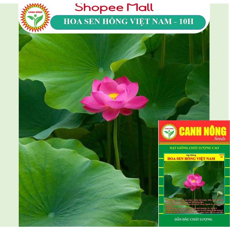 HẠT GIỐNG SEN TA( SEN HỒNG VN) Giống Hoa Sen Hoa Lớn (Sen Ta) 10 Hạt Dễ ...