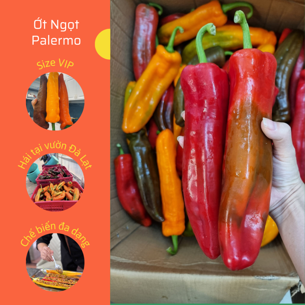 Trái Ớt ngọt Palermo size VIP đủ màu - ớt trái cây giòn ngọt không cay ...