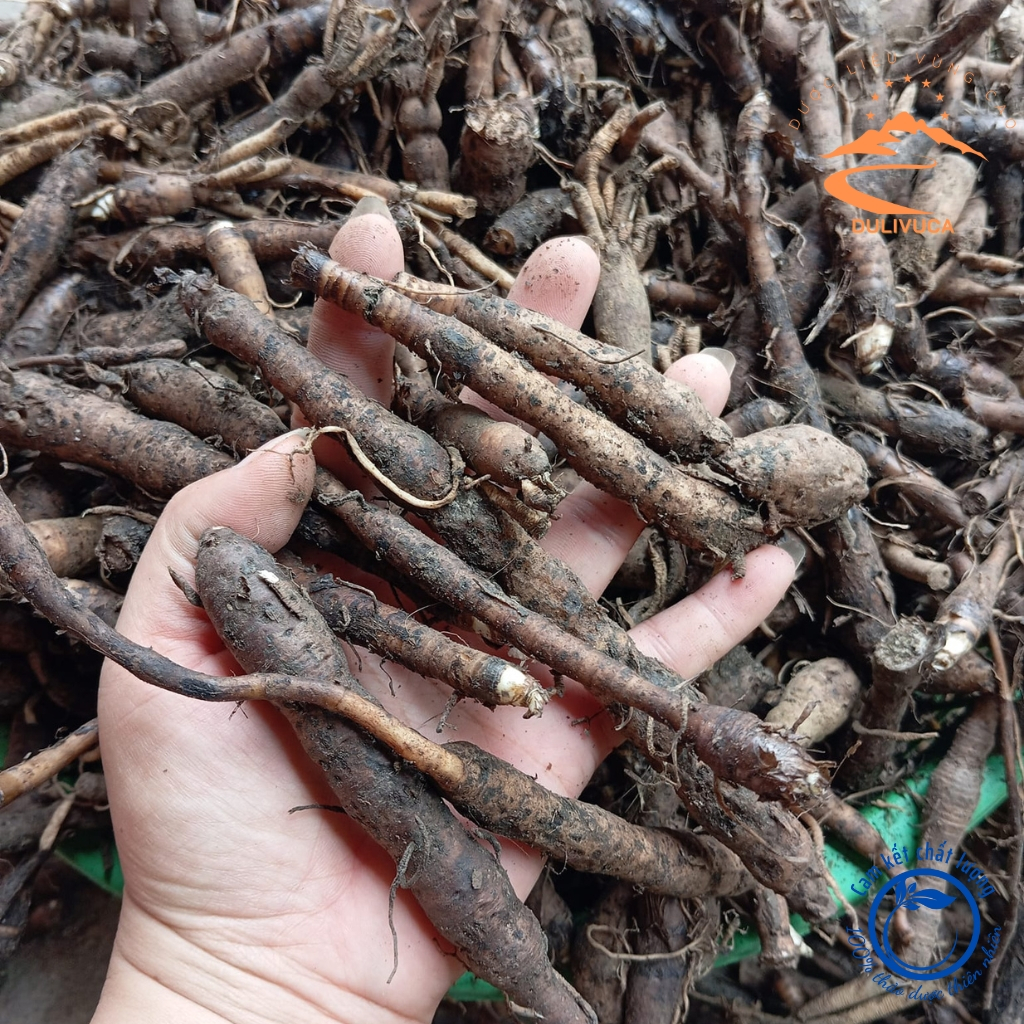 Sâm cau đen, sâm tiên mao tươi rừng Tây Bắc (500g, 1kg). Dược liệu quý ...