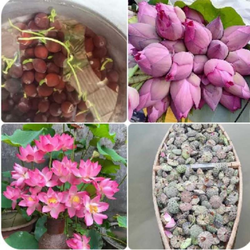 100 hạt sen ta giống mới (cao sản) | Shopee Việt Nam