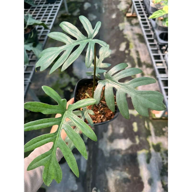 chậu mềm philo Mayoi nhỏ | Shopee Việt Nam