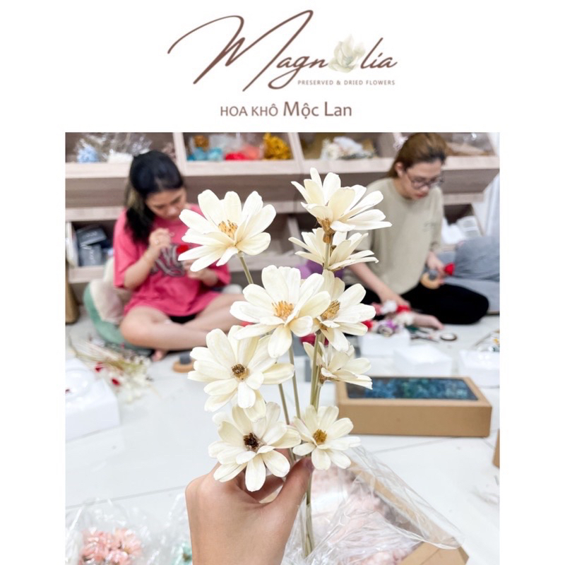 Hoa khô handmade ️FREESHIP ️ Hoa cúc bướm gỗ Butterfly dụng cụ cắm hoa ...