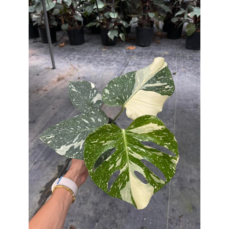 Monstera Thaicons gen premium | Shopee Việt Nam