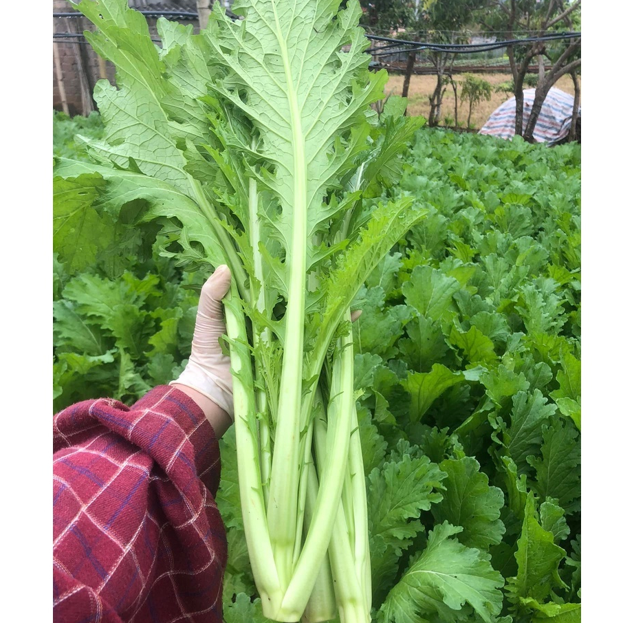 [Tập làm vườn] - Hạt giống các loại rau ăn lá 3m2 Garden | Shopee Việt Nam