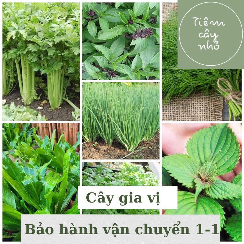 Cây giống rau gia vị tổng hợp: Cần tây,ngò om,rau răm,diếp cá,tía tô ...