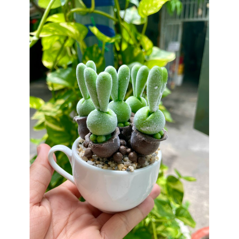 Sen đá đất sét - Sen đá tai thỏ trong ly sứ | Shopee Việt Nam