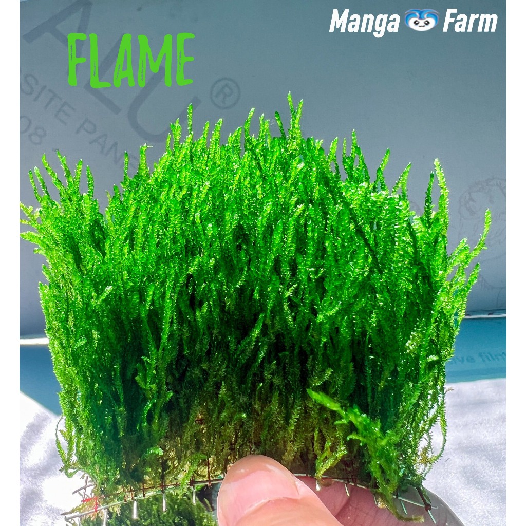 Rêu Flame-rêu lửa || Dòng rêu thuỷ sinh đẹp, dễ trồng | Shopee Việt Nam