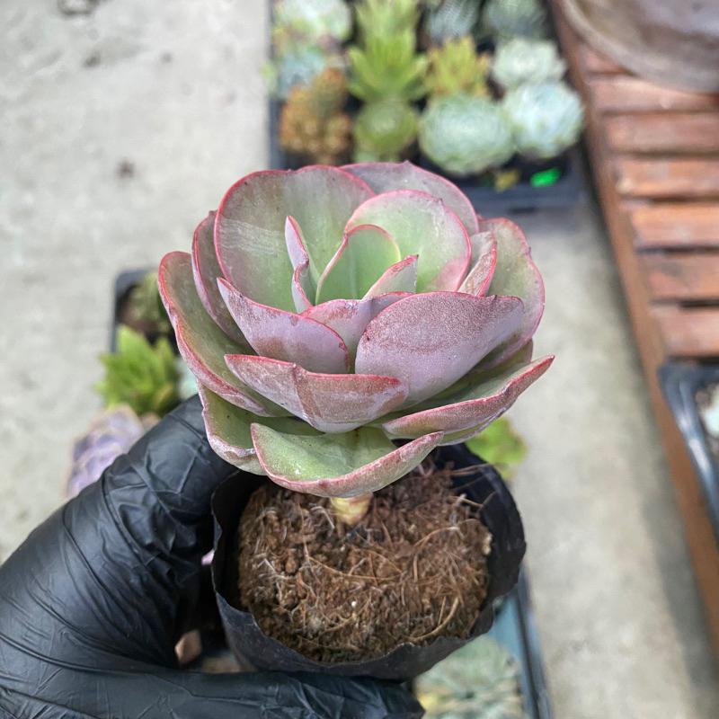 Sen đá Bèo Suyon | Shopee Việt Nam