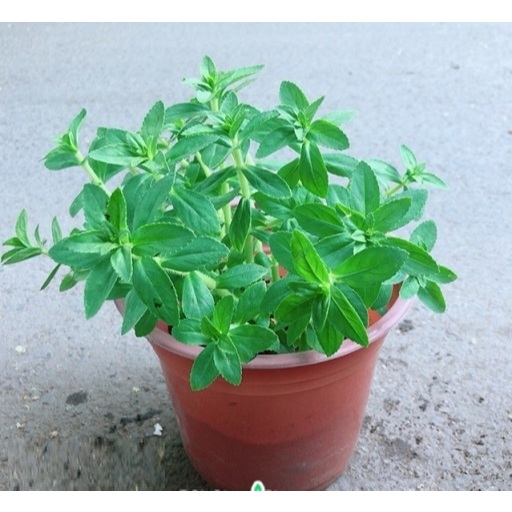 cây giống ngò om,rau ngổ bầu 10 cây làm rau gia vị | Shopee Việt Nam