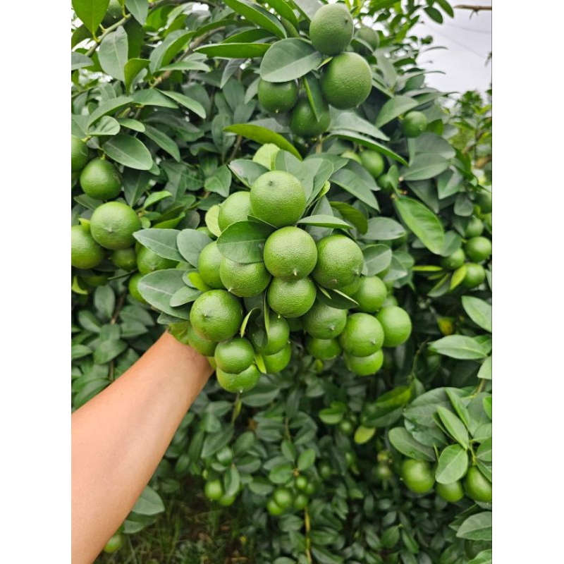 cây giống chanh chùm tứ quý và giống cây chanh ta | Shopee Việt Nam