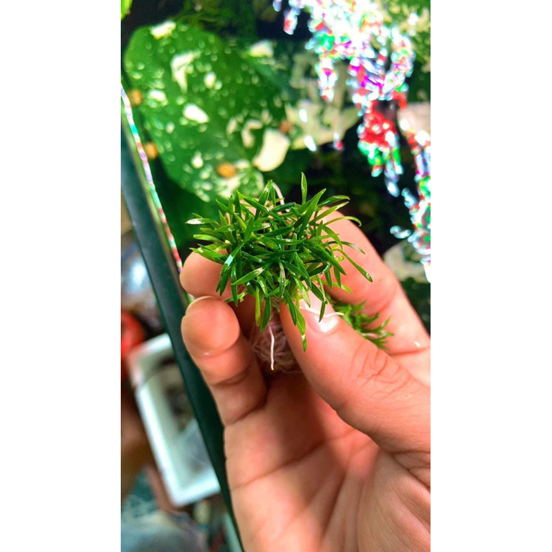 Tiêu thảo parva mini 10 ngọn (Cryptocoryne parva mini) | Shopee Việt Nam