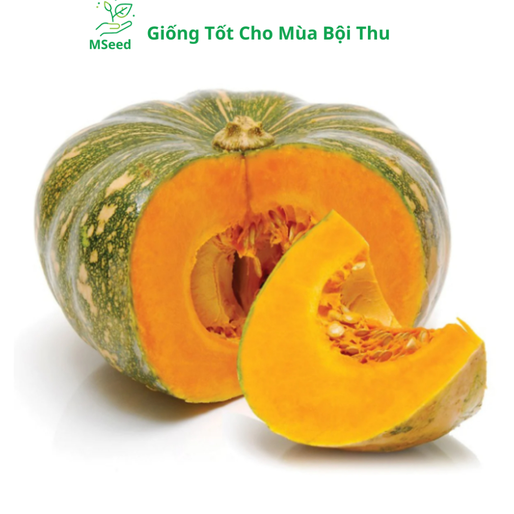 Hạt giống Bí đỏ tròn (Tặng kèm phân bón) siêu trái, dễ trồng năng suất cao - MSeed | Shopee Việt Nam