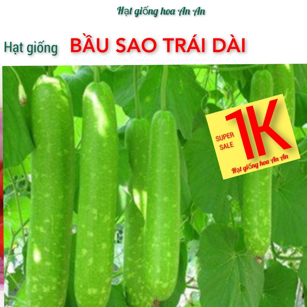 DEAL 1K- Hạt giống bầu quê (bầu sao) quả dài, độ thuần:>99%, tỷ lệ nảy ...