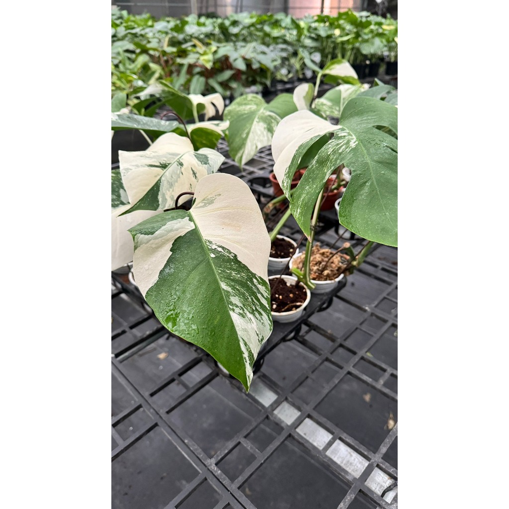 Node Monstera Bosi var Albo siêu đẹp, tỉ lệ ra lá mới 100%, có bảo hành ...