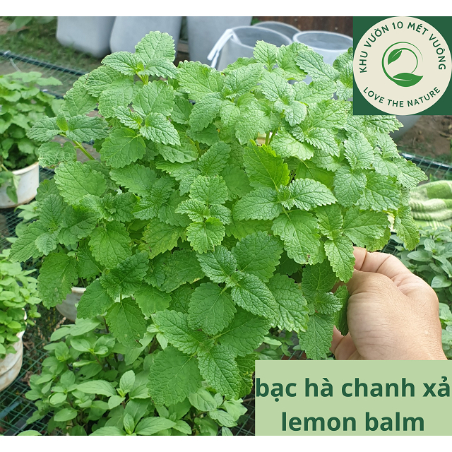 Cây Rau Gia vị: Bạc Hà Chanh Sả ( lemon balm) - mang hương vị sả chanh ...