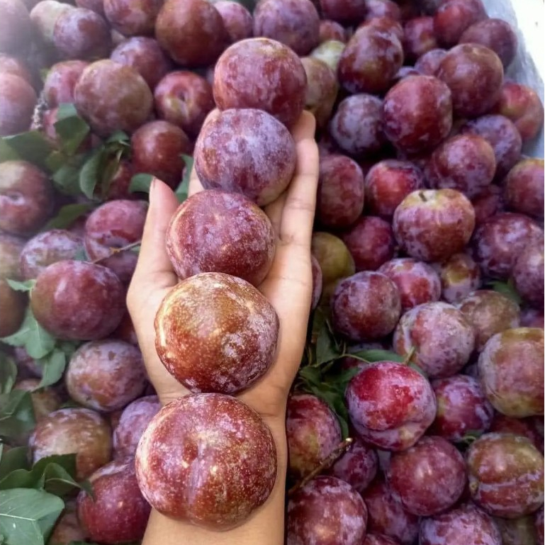 VG FARM Mận hậu size VIP NGỐ 25-35 trái/ kg Mộc Châu Sơn La / Mận Hà ...