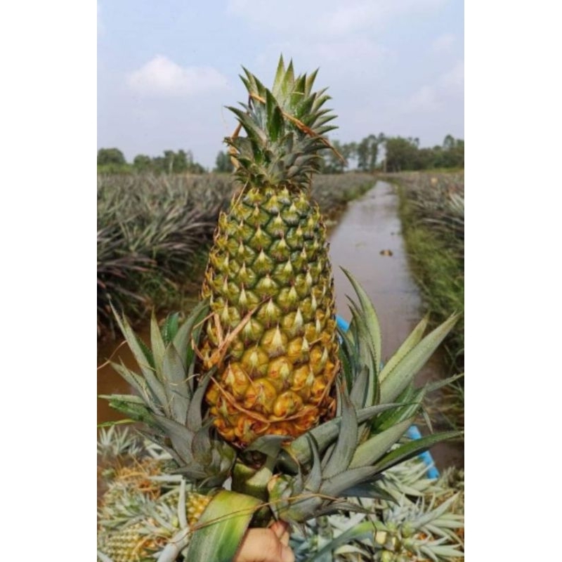 combo 11 cây giống khóm Queen cây giống khóm Cầu Đúc. Tắc cậu. | Shopee ...