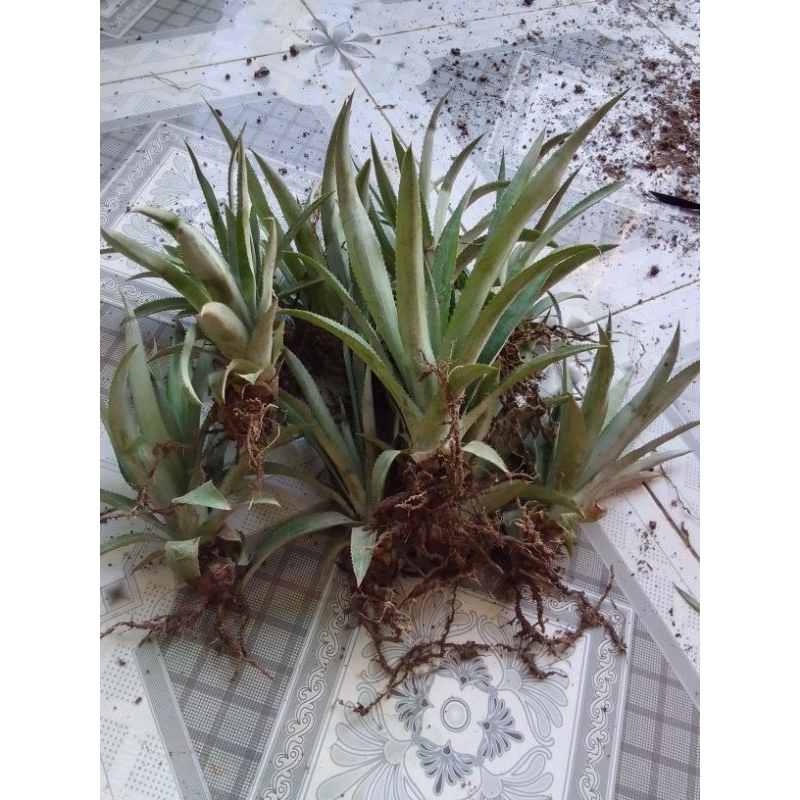 cây giống khóm Queen cây giống khóm Cầu Đúc , cây giống khóm Tắc Cậu ...