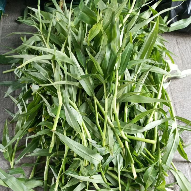 Rau Trai tươi (Cây Thài Lài) 1kg -rau chai | Shopee Việt Nam