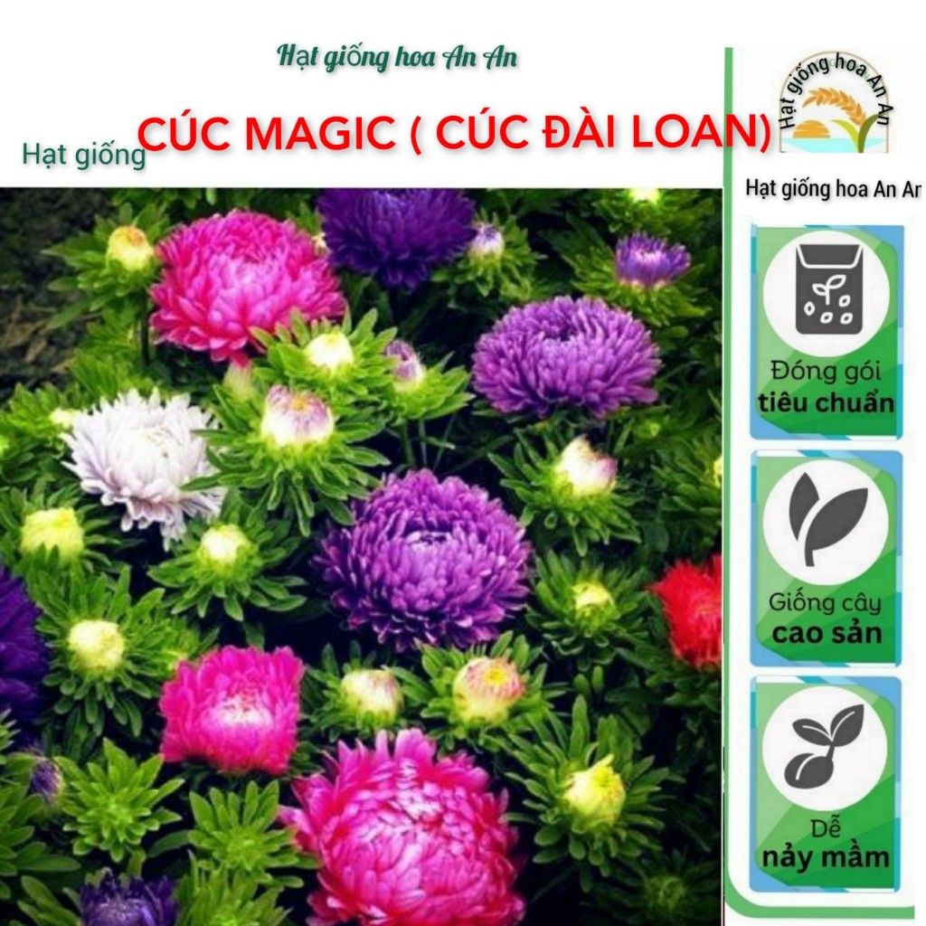 [ TOP BÁN CHẠY] Gói 300 hạt cúc magic ( cúc đài loan) | Shopee Việt Nam