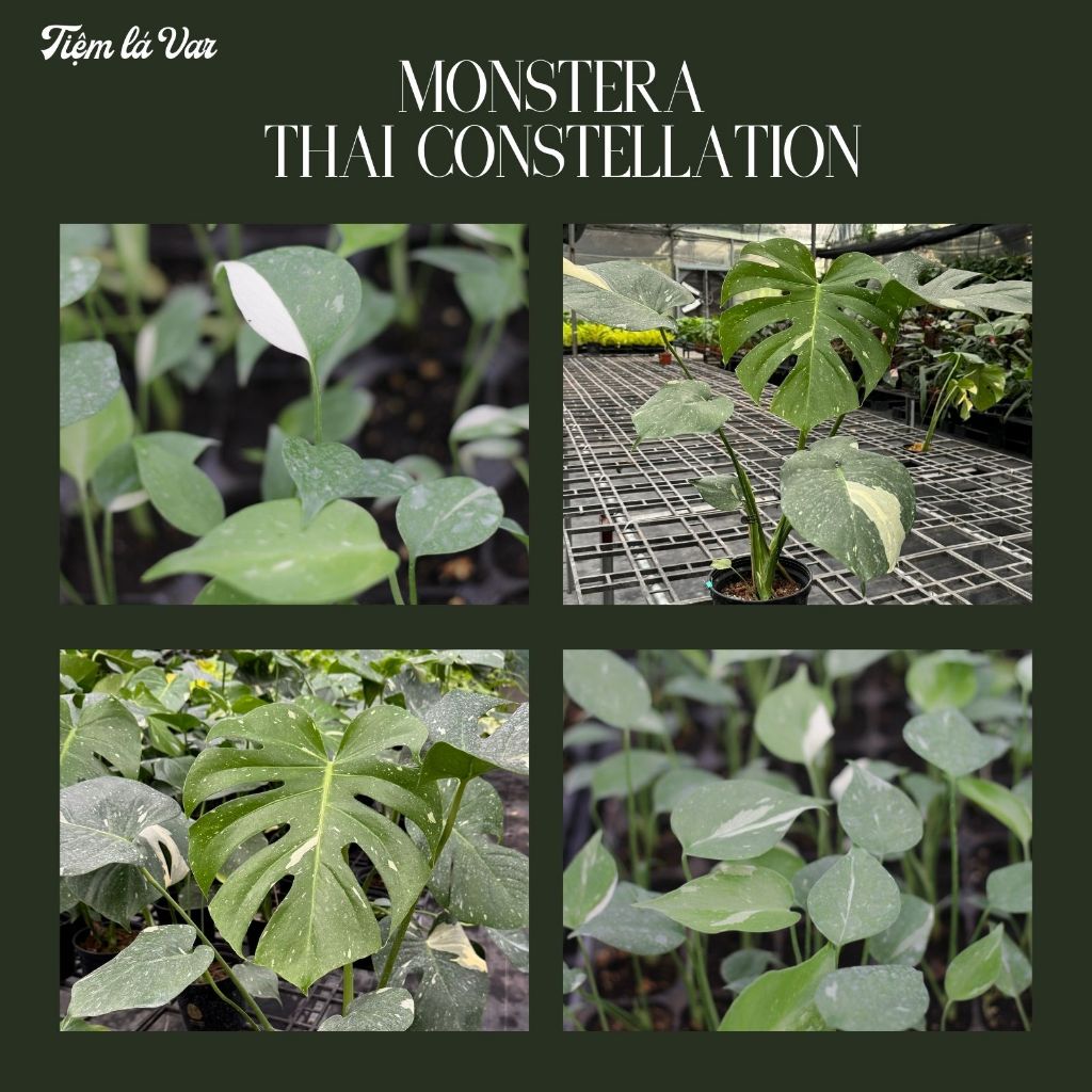 Mons Thái - (Monstera Thai Constellation) - Trầu bà Nam Mỹ đột biến ...