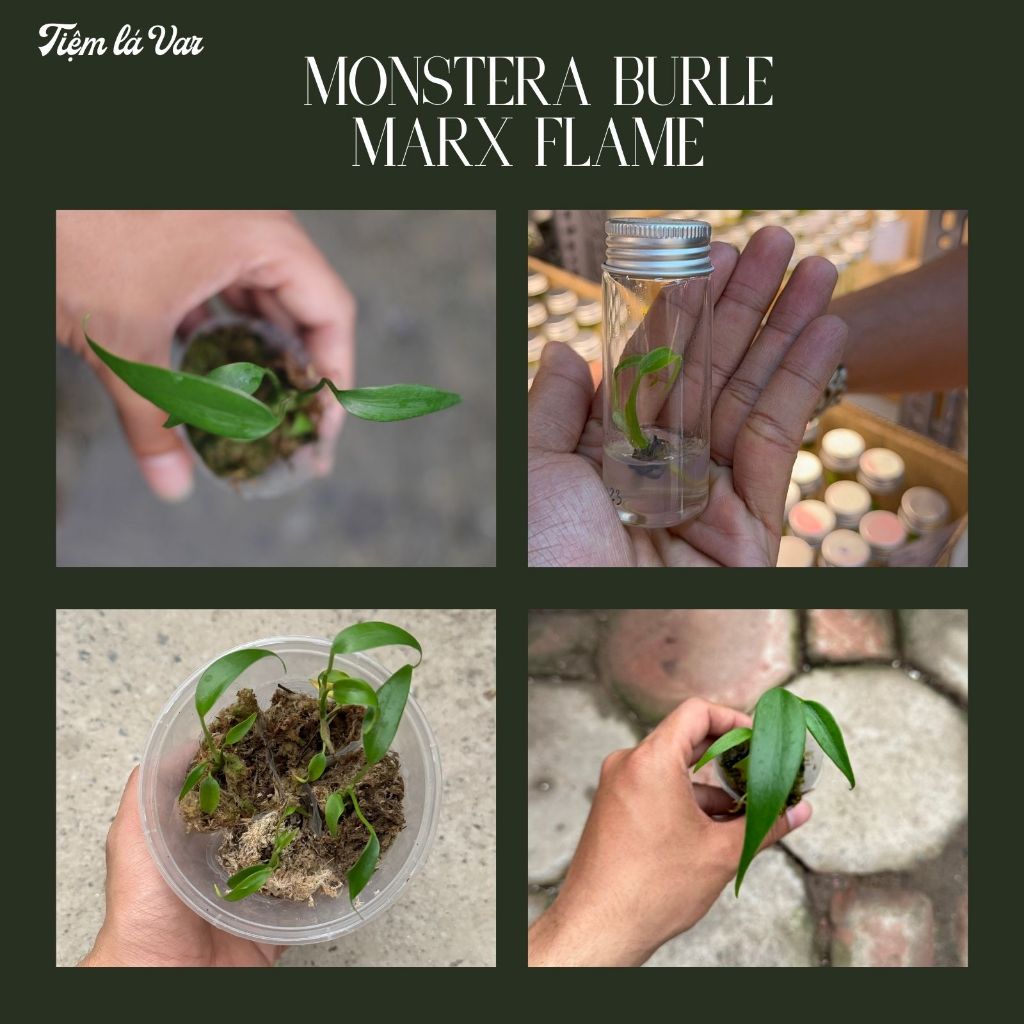 Cây Giống Trầu Bà Nam Mỹ Monstera Burle Marx Flame Monstera Form 8