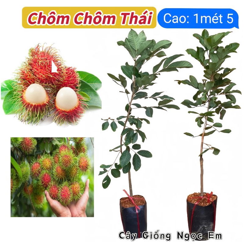 Cây chôm chôm thái siêu lớn( cây choai) cây cao 1mét 5, nhanh trái ...