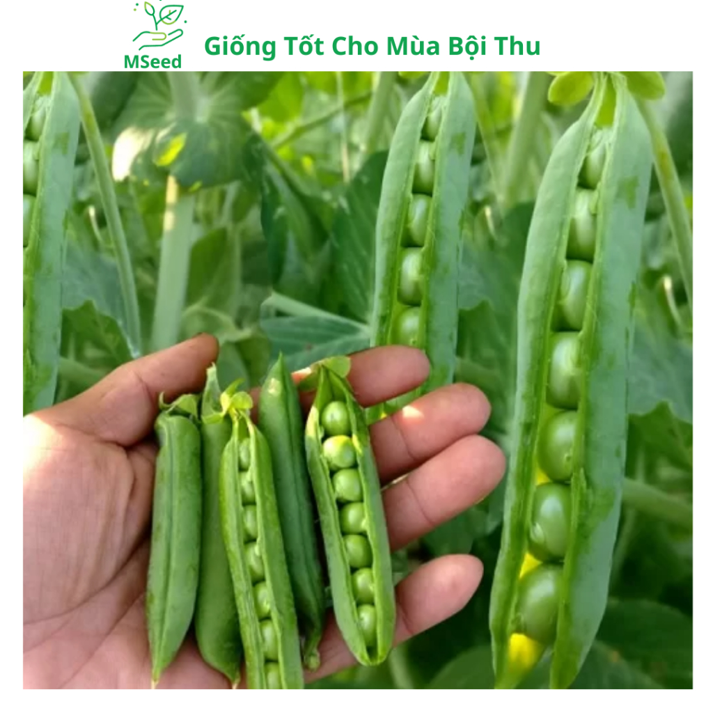 Hạt giống Đậu hà lan (Tặng kèm phân bón) siêu trái - MSeed | Shopee ...