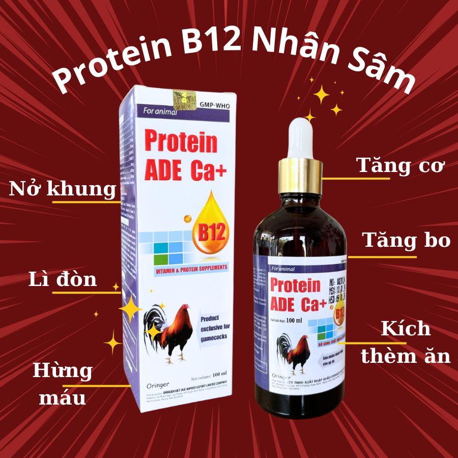 Protein b12 nhân sâm 100ml (giúp tăng bo, nở khung sung túc mát gà ...