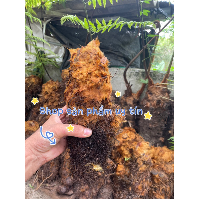 củ culi lông vàng đẹp 1 củ ngẫu nhiên (hỗ trợ 365 ngày cs) | Shopee ...