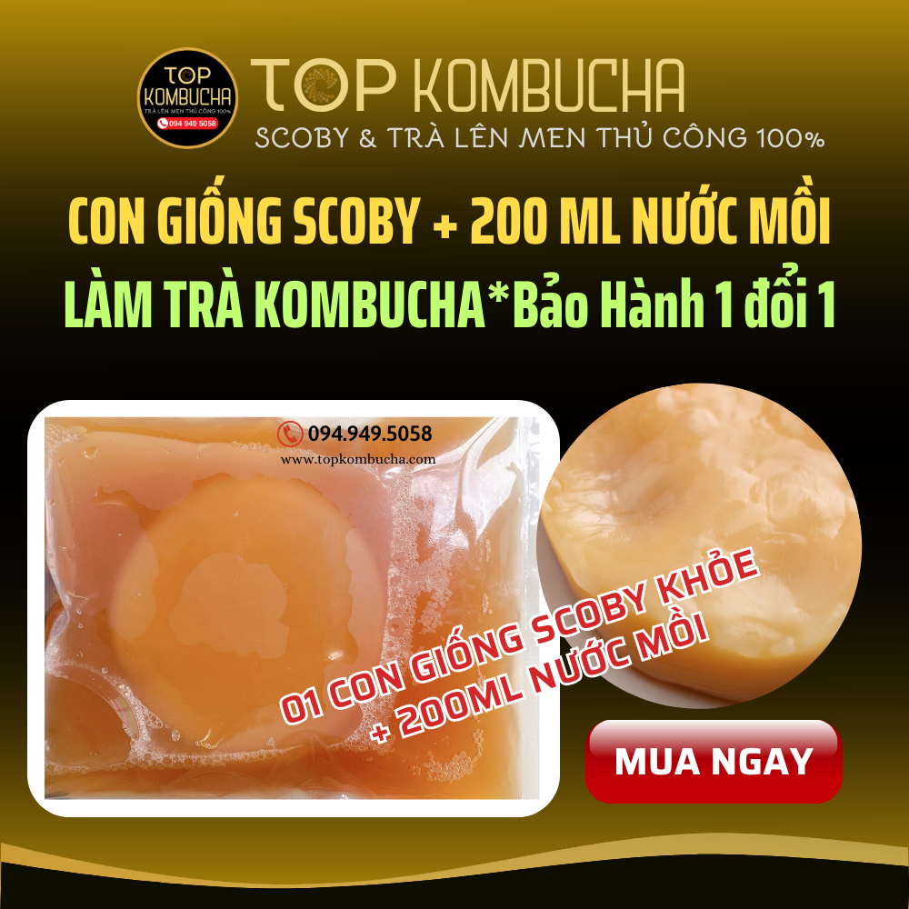 Con giống Scoby Làm Trà Kombucha, hướng dẫn chi tiết và bảo hành. Scoby ...
