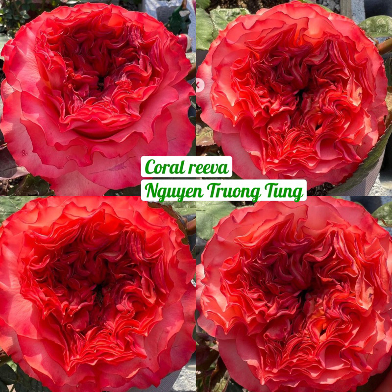 Hồng Cốc thuần dưỡng | Shopee Việt Nam