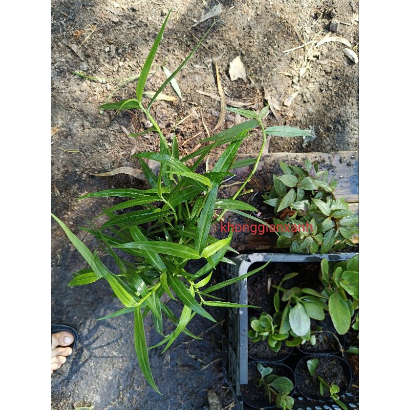 Bầu Rau Trai (cây Thài lài)Má.t Ga.n- Ti.ểu G.ắt | Shopee Việt Nam