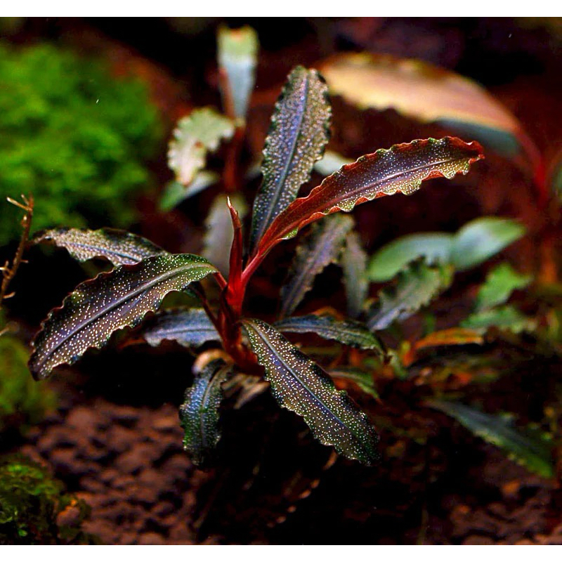 Bucephalandra 'SP Godzilla - Cây Thuỷ Sinh Trang Trí - AquaSeed ...