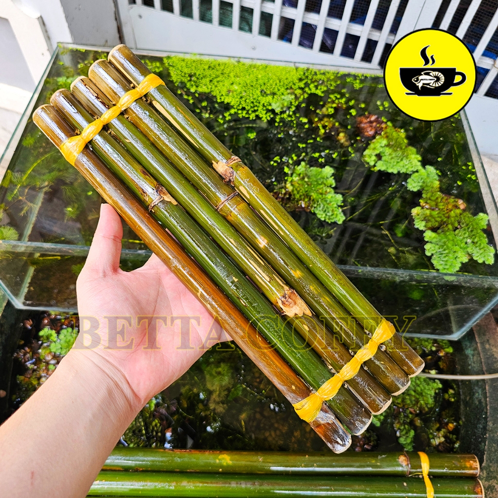 Phên tre thác nước trang trí bể cá hòn non bộ tiểu cảnh 35cm 45cm 70cm (Có phủ Sơn Bóng ...