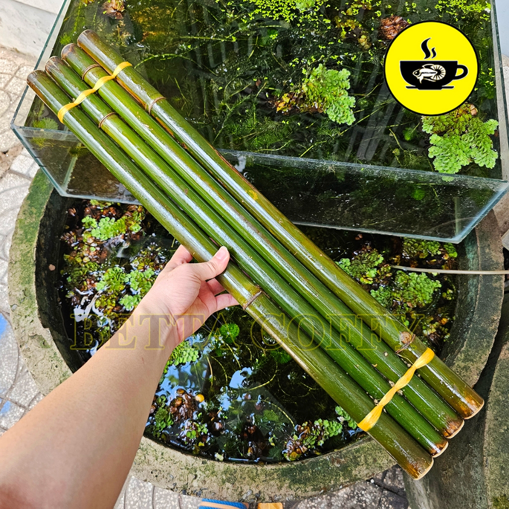 Phên tre thác nước trang trí bể cá hòn non bộ tiểu cảnh 35cm 45cm 70cm (Có phủ Sơn Bóng ...