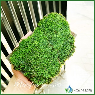 Rêu Mini Fiss | Rêu Minifiss Thảm Trải Nền Bể Cá Thuỷ Sinh Cực Đẹp ...