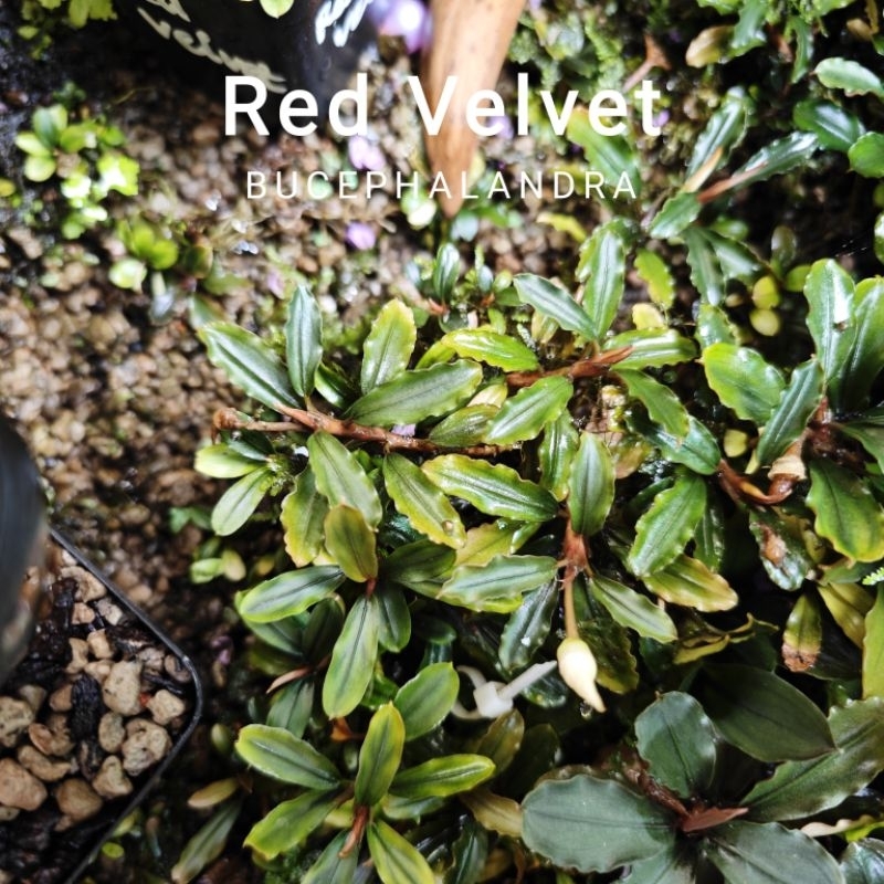 Bucephalandra Red Velvet | Cây thủy sinh | Đợt T6.2024 | Hàng ngọn | lá ...