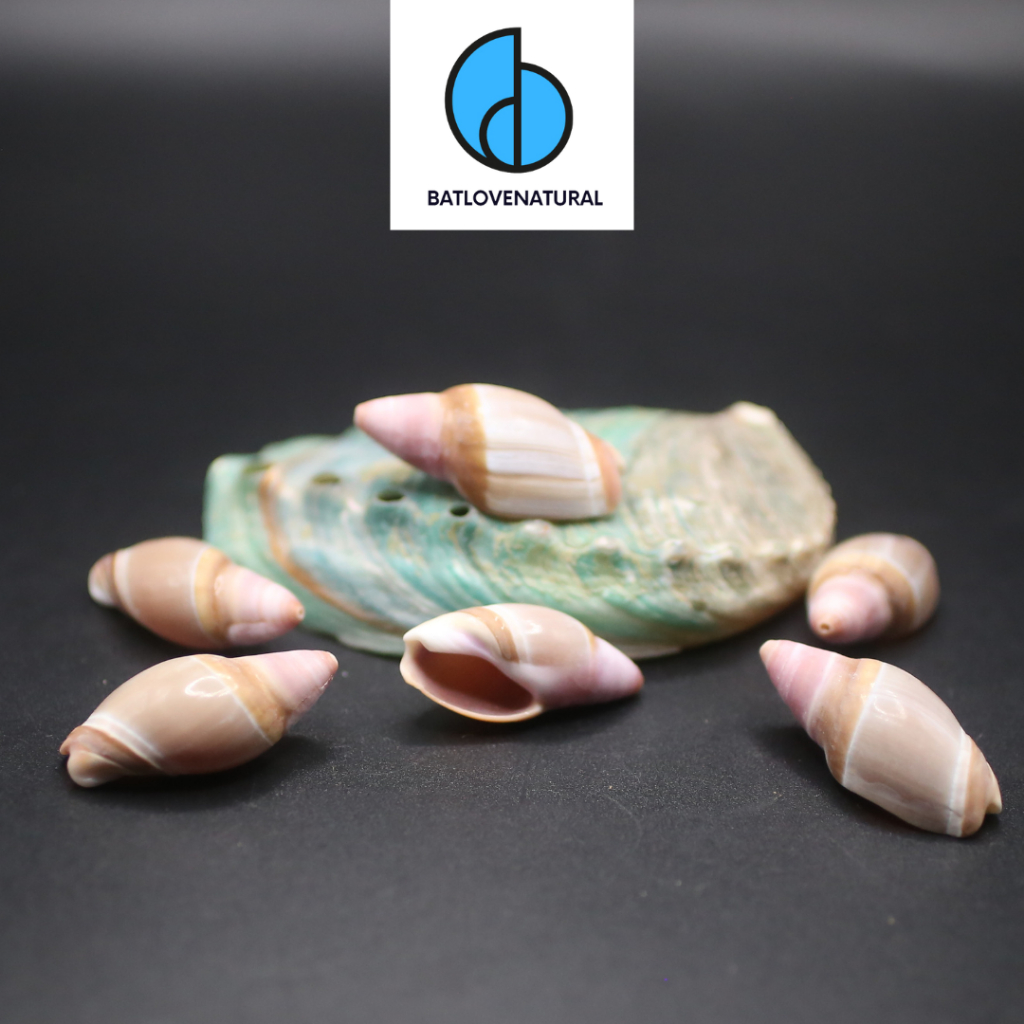 Vỏ ốc Amalda Contusa - Vỏ ốc trang trí nhiều kích thước - Vỏ ốc đẹp | Shopee Việt Nam