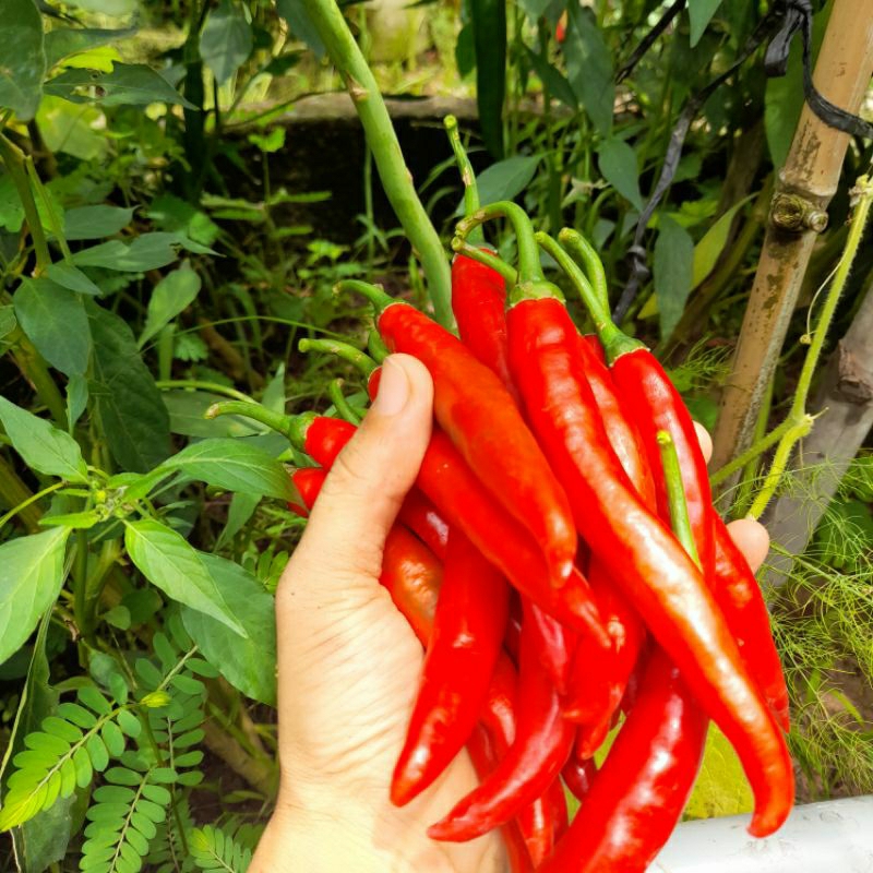 Hạt giống Ớt sừng đỏ (hạt tự thụ 20 hạt) | Shopee Việt Nam