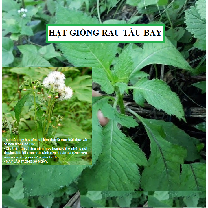 Hạt Giống Rau Tàu Bay ( Rau kim.thất ) - Túi 20 hạt [Seeds] | Shopee ...