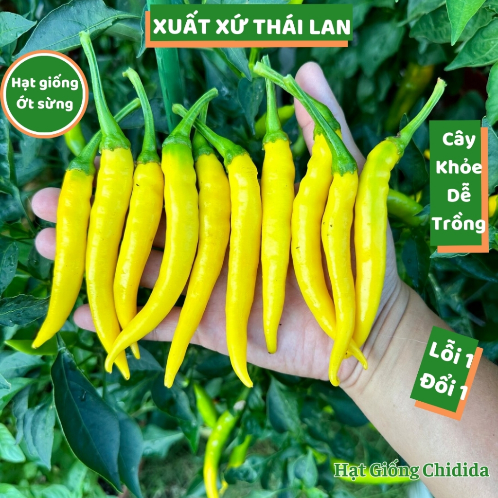 Hạt giống ớt sừng vàng Thái Lan sai trái quả to dài cây khỏe sinh ...