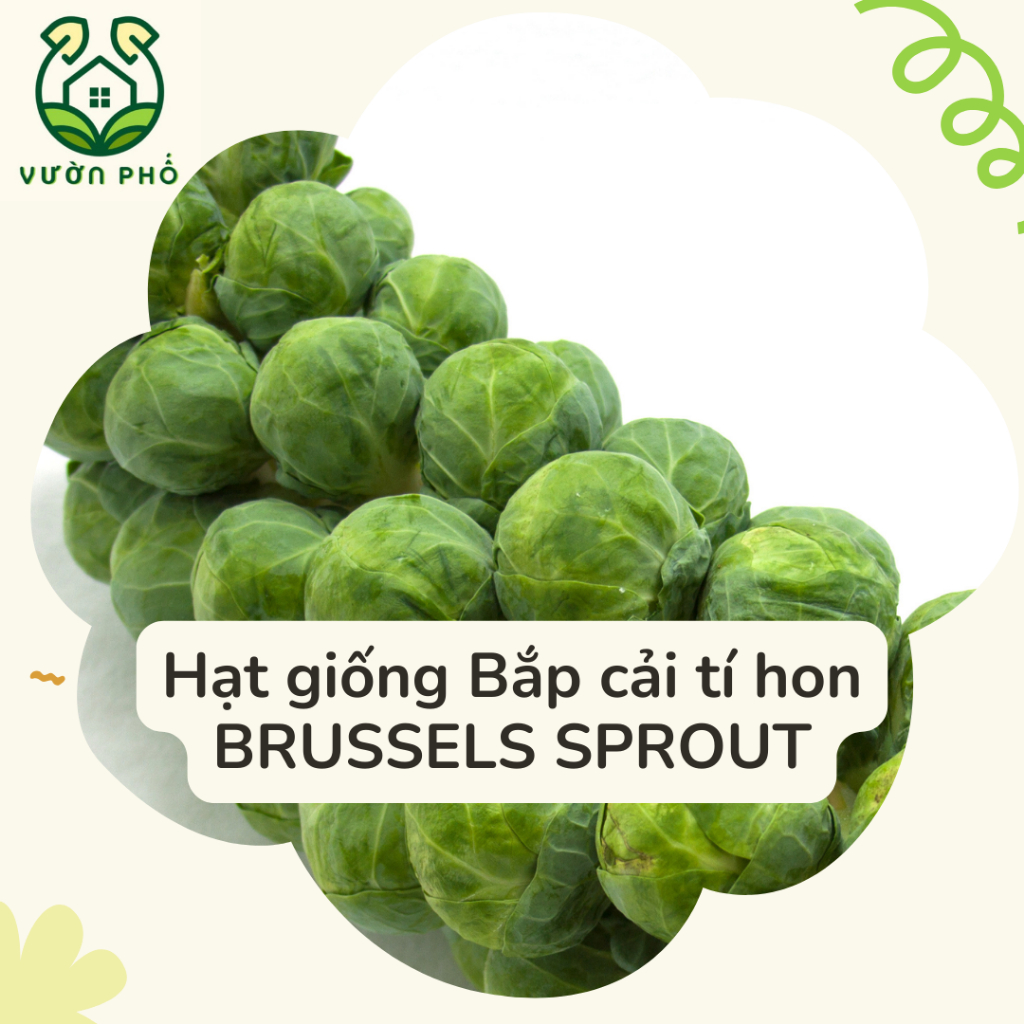 Hạt Giống Rạng Đông - Hạt Giống Bắp cải tí hon BRUSSELS SPROUT 219 2g ...