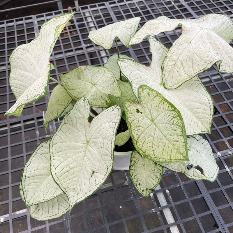 Chậu môn kiểng: Caladium Moonlight | Shopee Việt Nam
